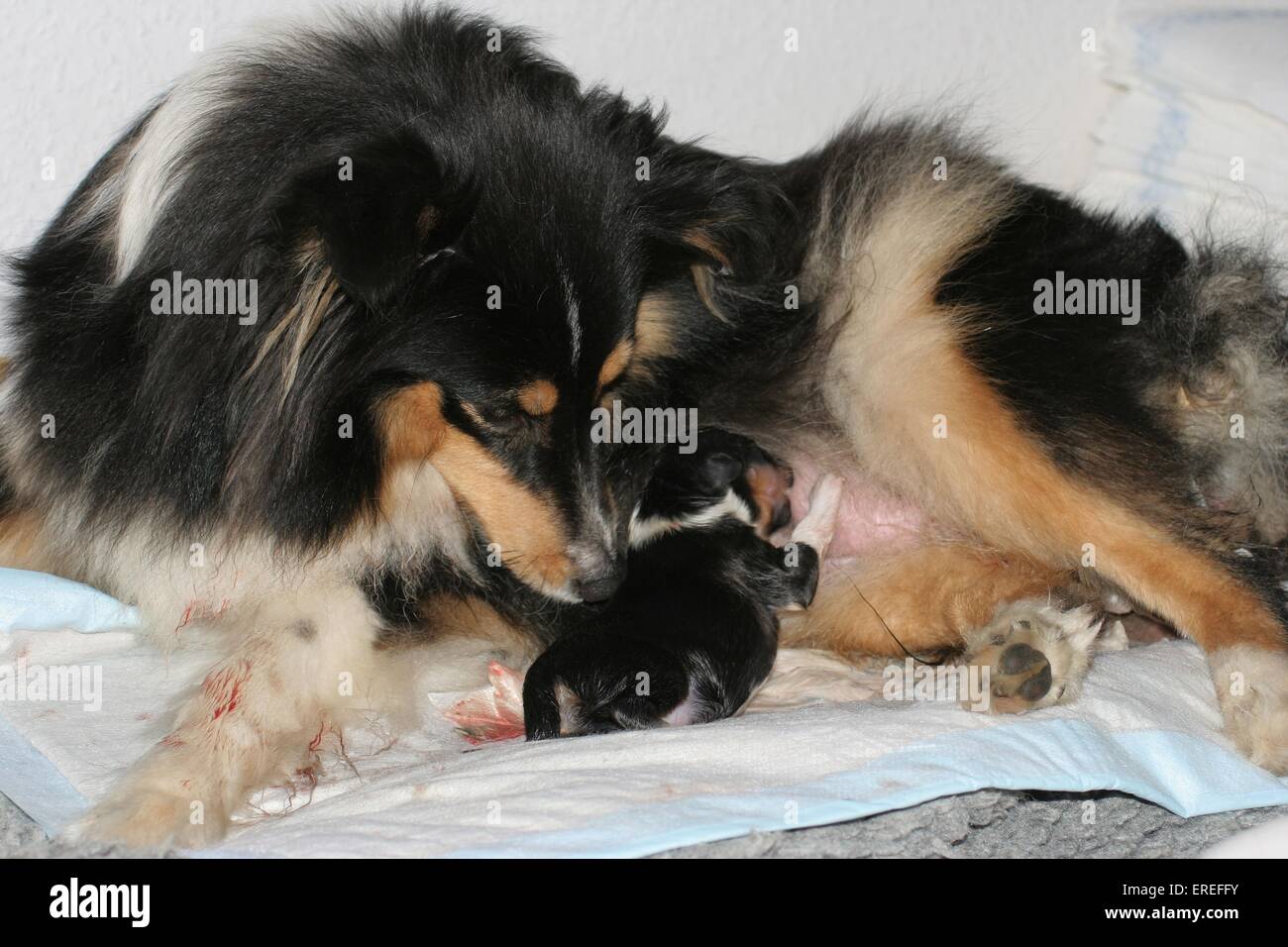 Chiots de naissance Banque de photographies et d’images à haute ...