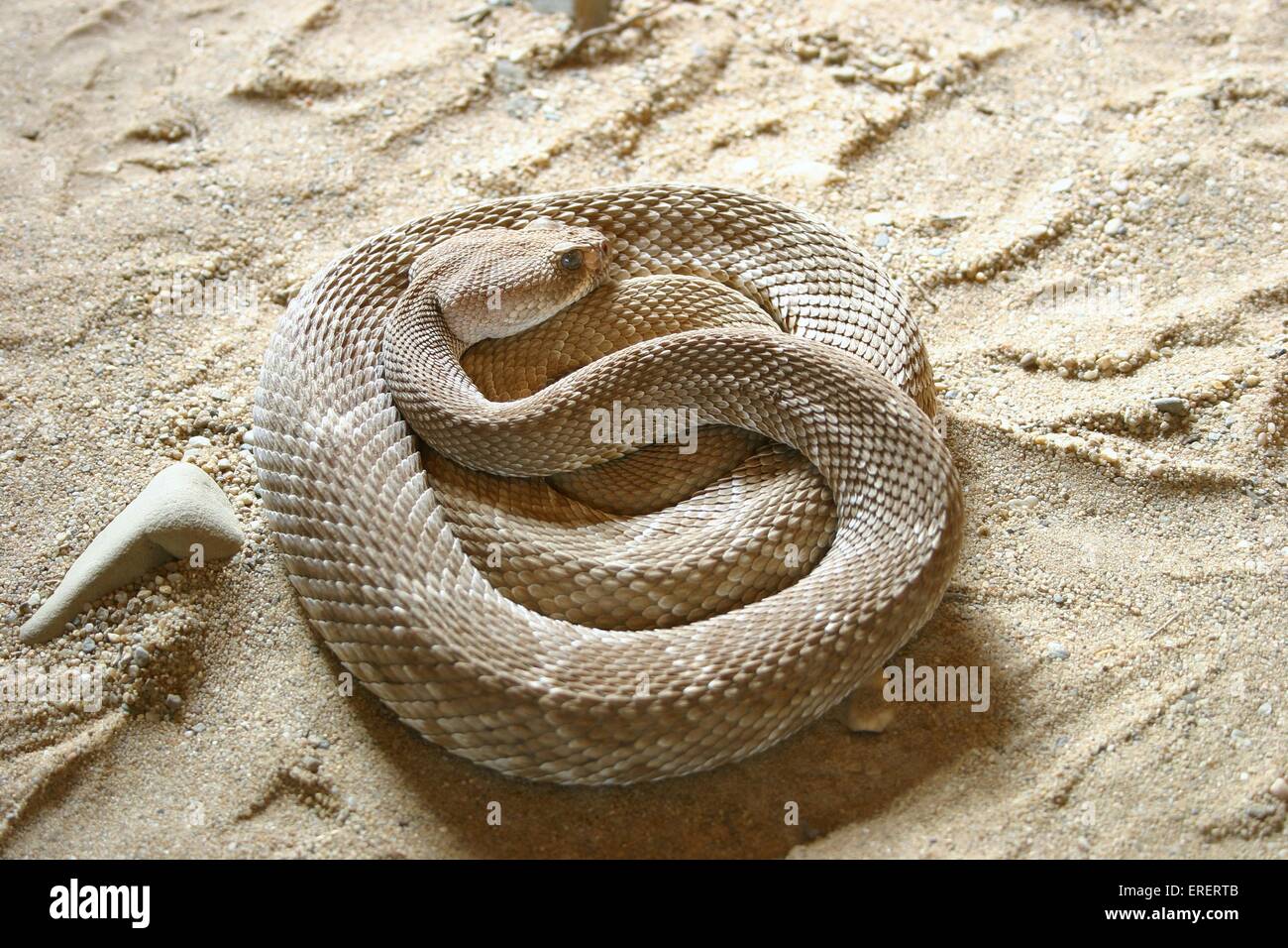 Crotale sidewinder Banque de photographies et d’images à haute ...