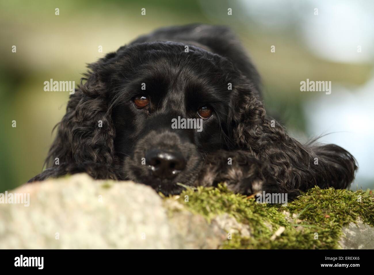 Cocker Anglais Noir Banque d'image et photos - Alamy