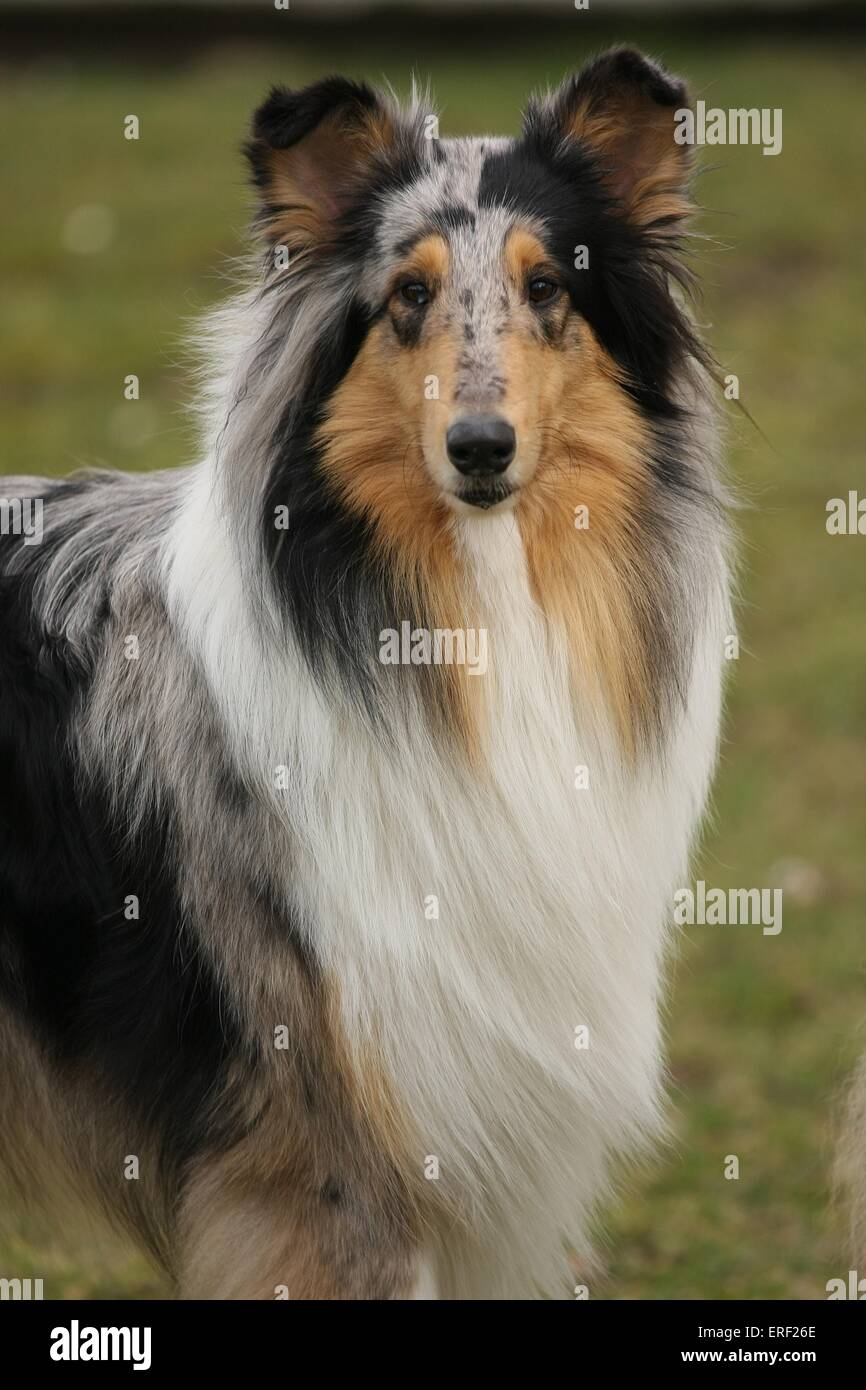 Longhair collie Banque de photographies et d’images à haute résolution ...