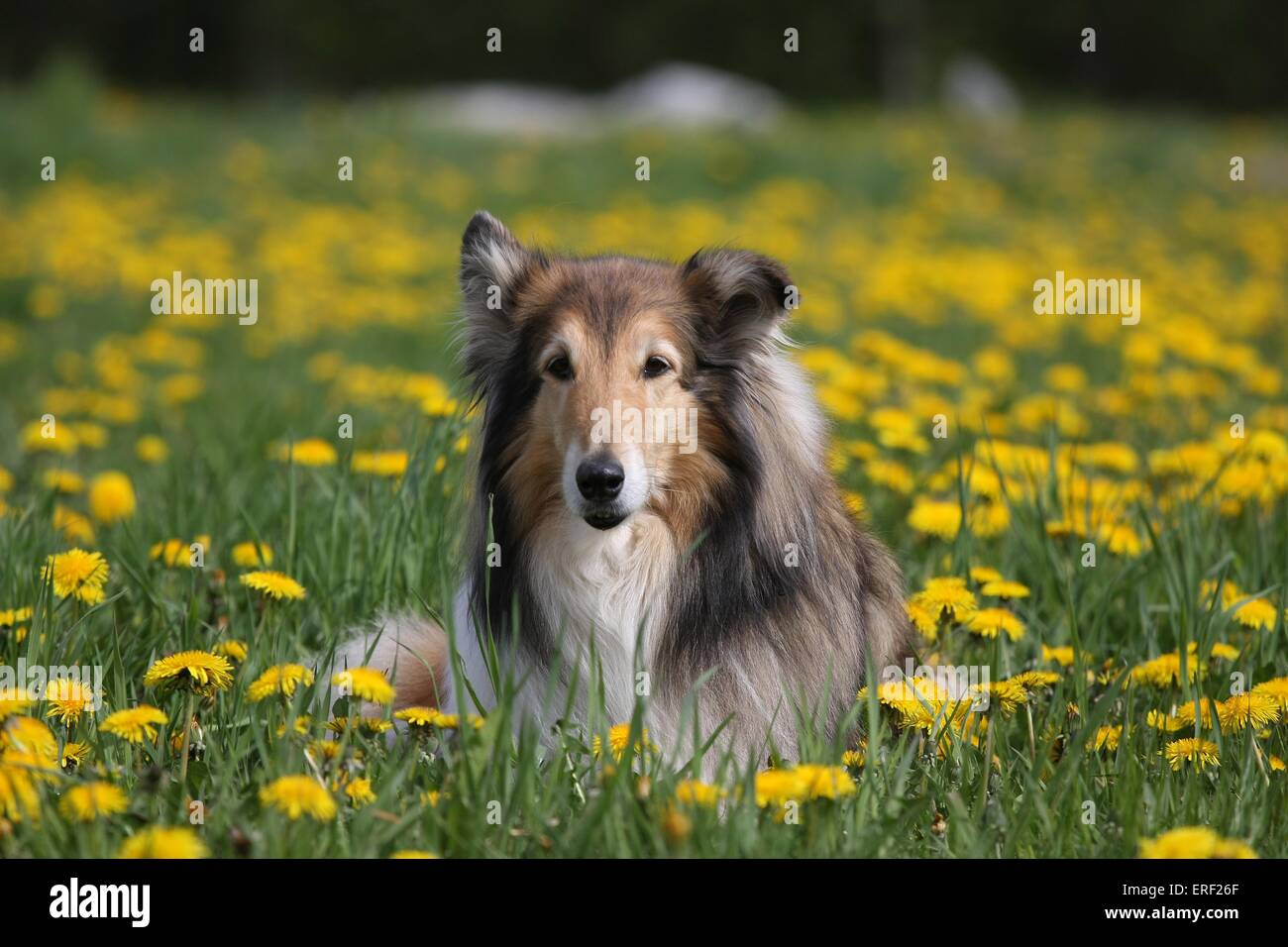 Longhair collie Banque de photographies et d’images à haute résolution ...