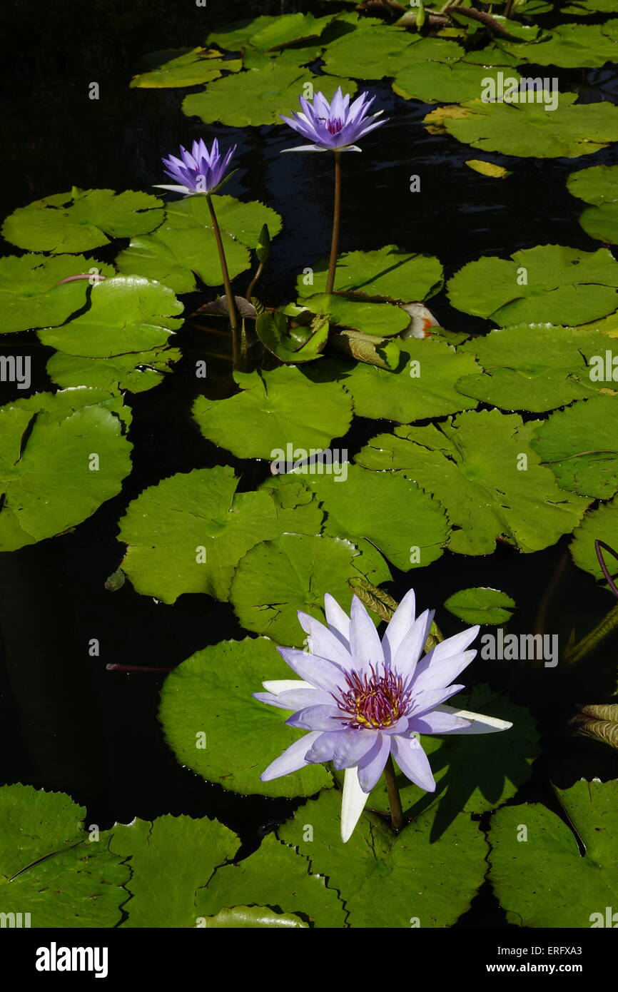 Pink pearl, Nymphaea, nénuphar, Nymphaea lotus, lotus, lotus tigre ...