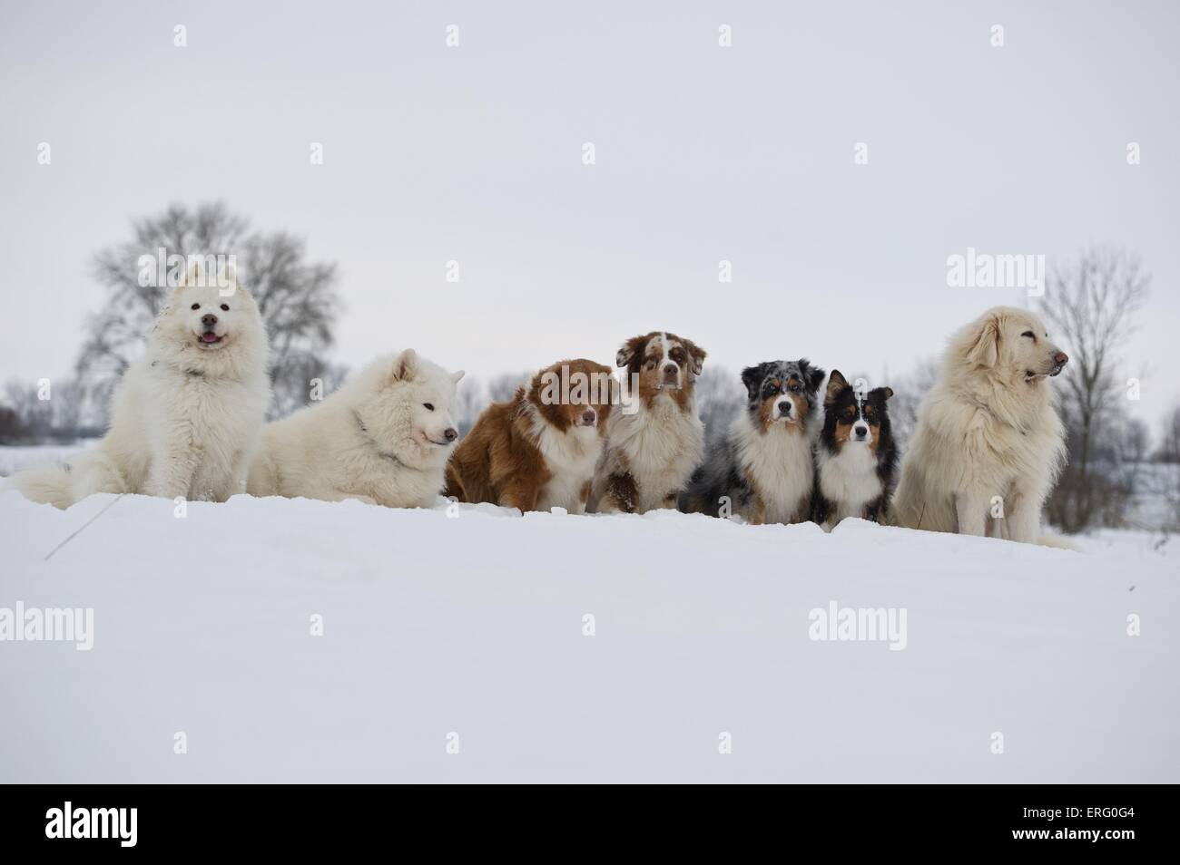 Plusieurs chiens Banque de photographies et d’images à haute résolution ...