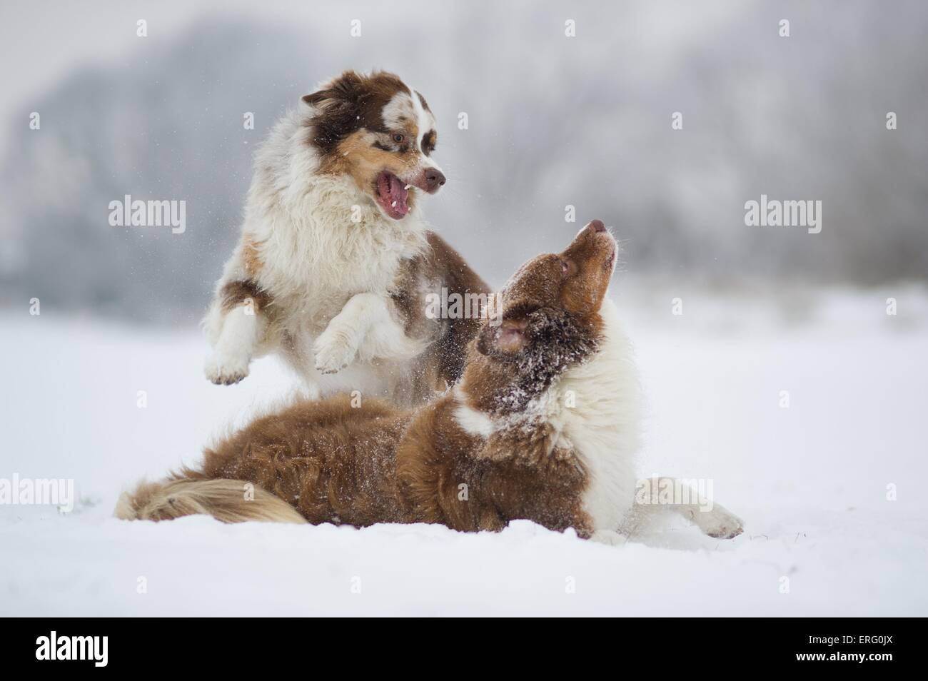 Les bergers sautent Banque de photographies et d’images à haute résolution - Alamy