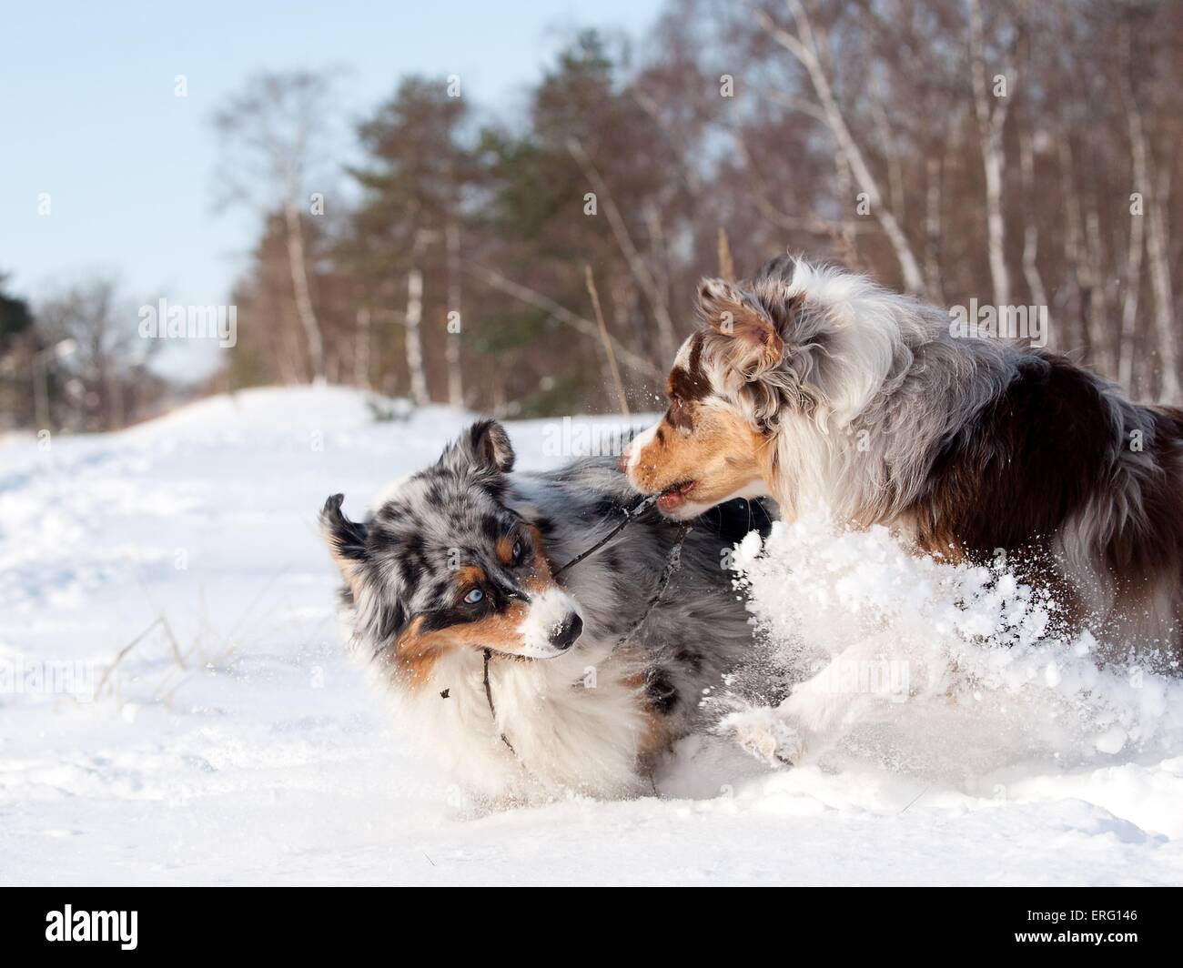 Bâton de bergers Banque de photographies et d’images à haute résolution - Alamy