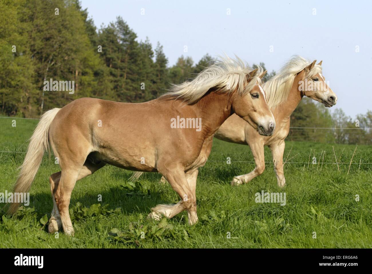 Haflinger horse trotting meadow Banque de photographies et d’images à ...