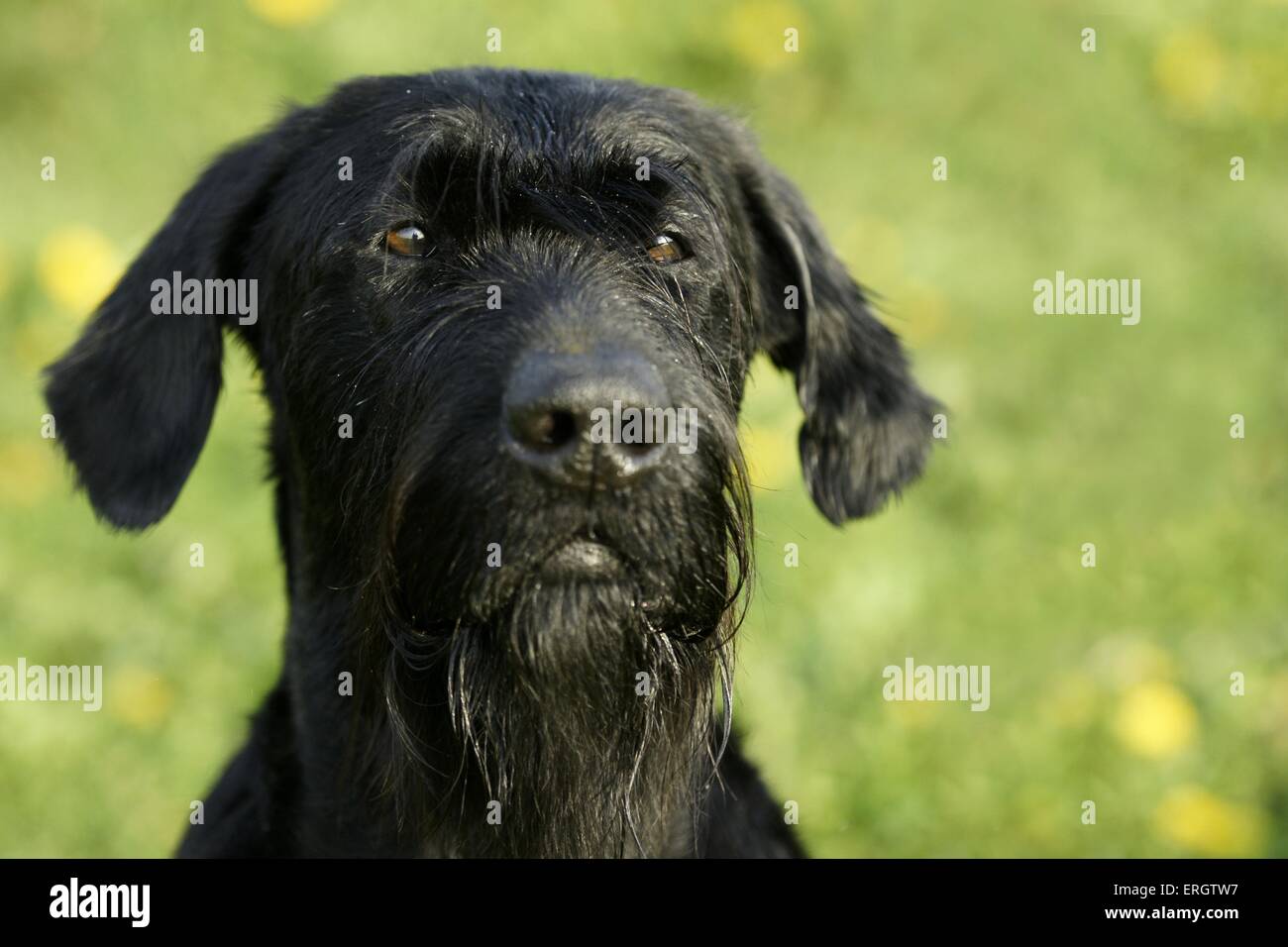 Giant black schnauzer Banque de photographies et d’images à haute ...