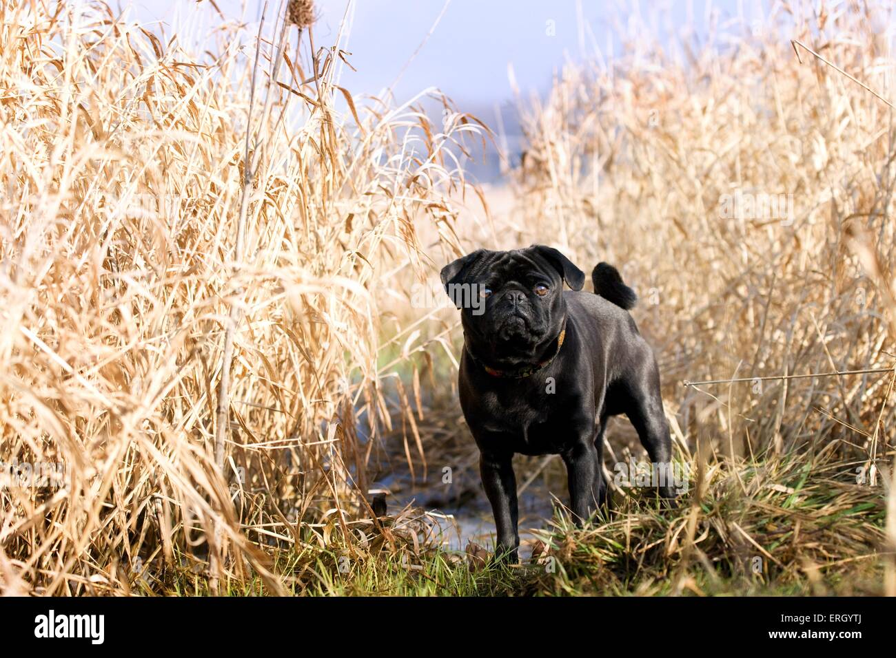 Carlin Noir Banque d'image et photos - Alamy