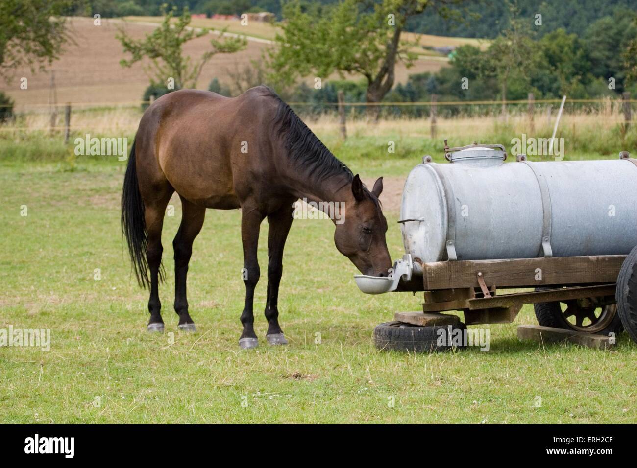 Cheval qui boit Banque de photographies et d’images à haute résolution ...