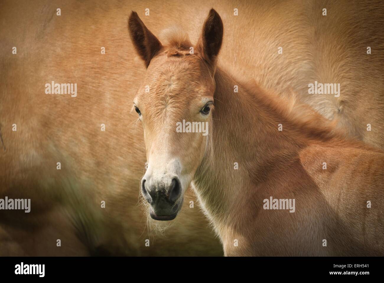Poulain de cheval Banque de photographies et d’images à haute ...