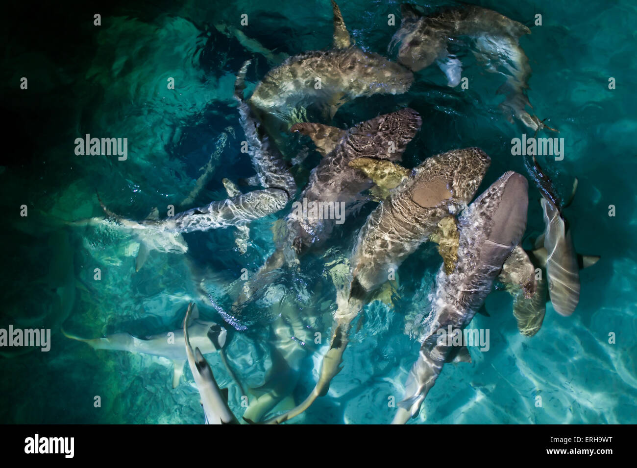 Sharks feeding Banque de photographies et d’images à haute résolution ...