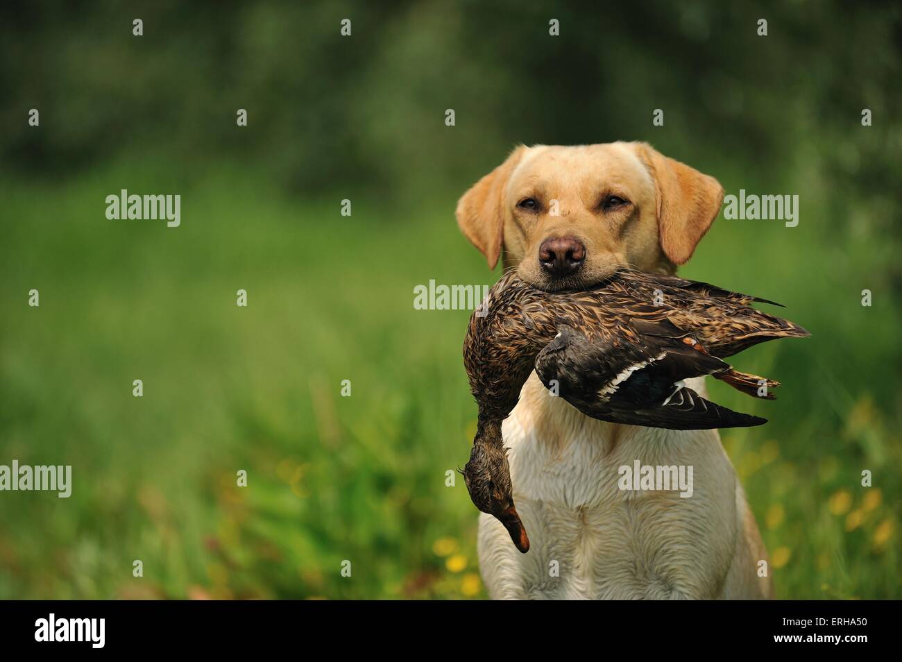 Canards labrador Banque de photographies et d’images à haute résolution ...