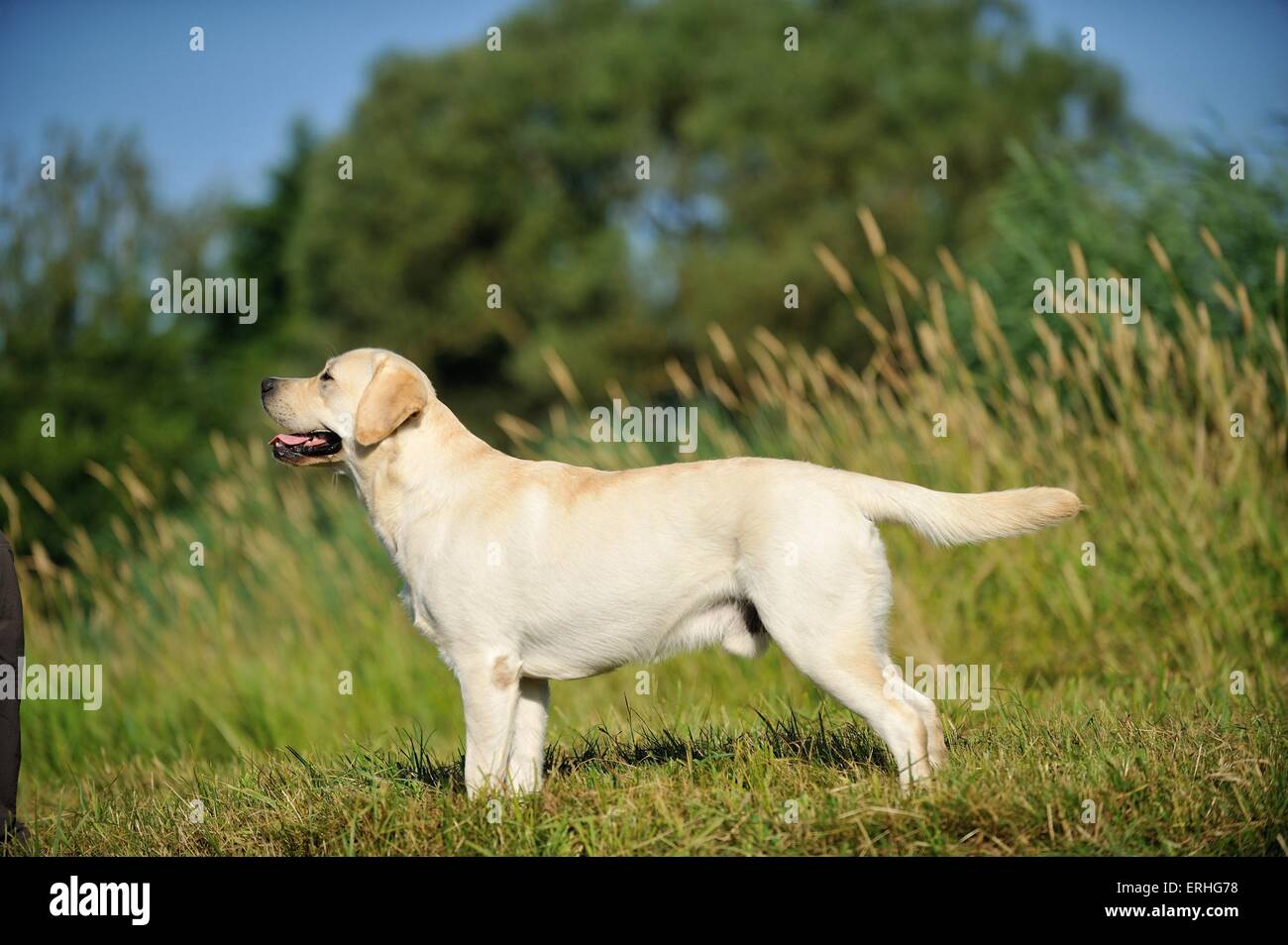 Labrador retriever adult Banque de photographies et d’images à haute ...