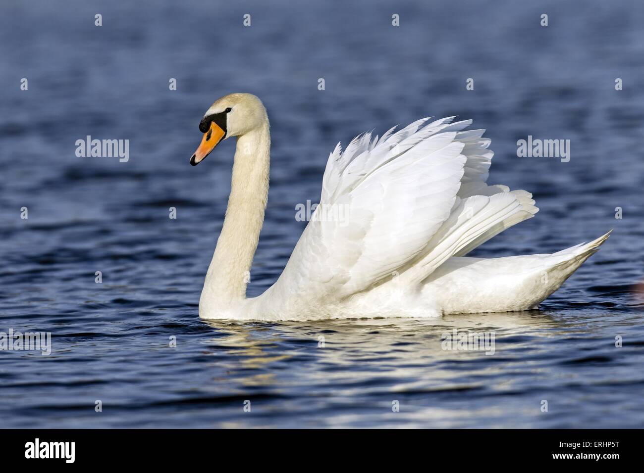 Avec cygne muet Banque de photographies et d’images à haute résolution - Alamy