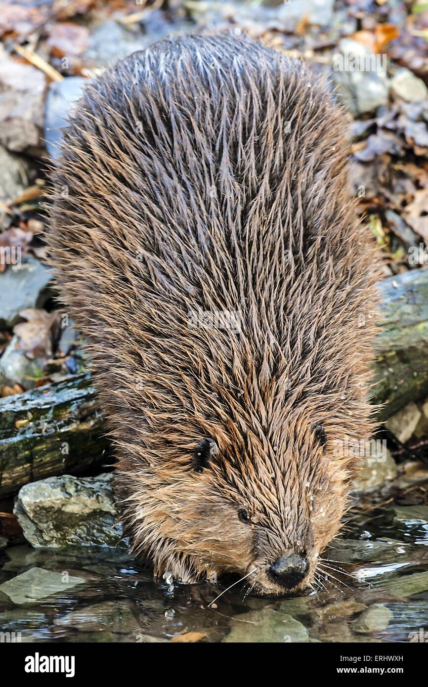 Castor du canada Banque de photographies et d’images à haute résolution ...