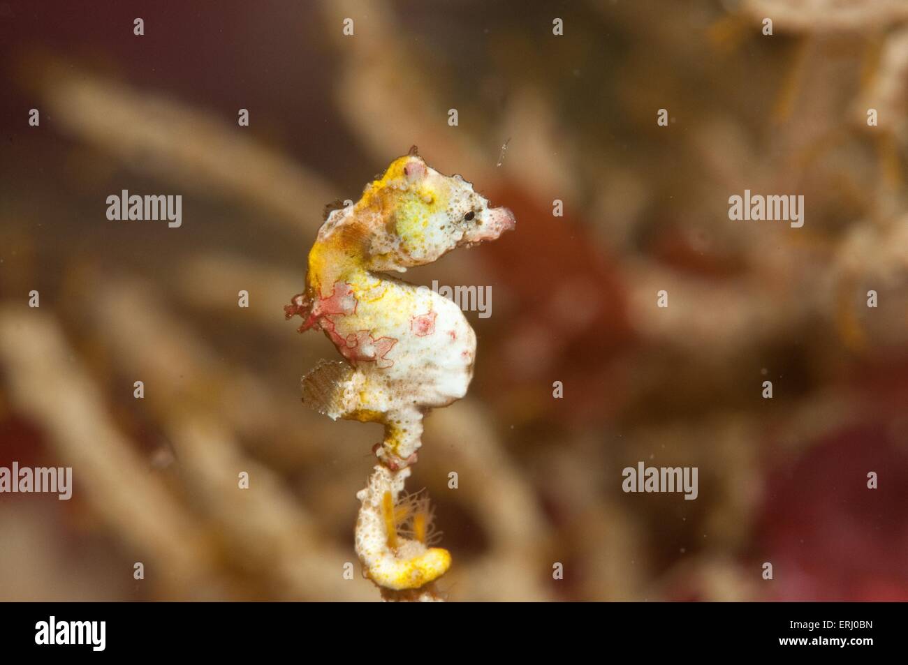 Hippocampe Pontohi Banque d'image et photos - Alamy