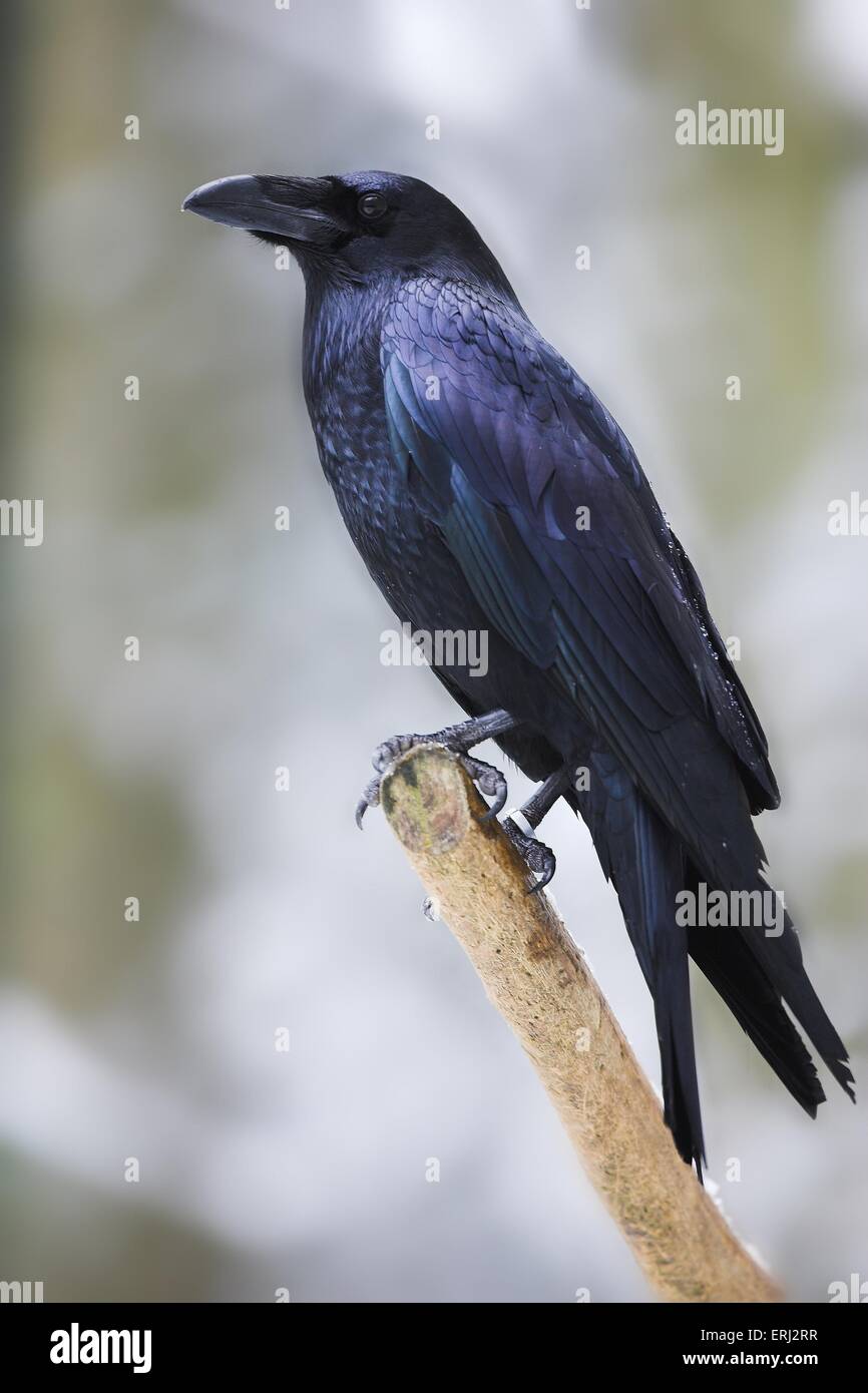 Profil de corbeau commun Banque de photographies et d’images à haute ...