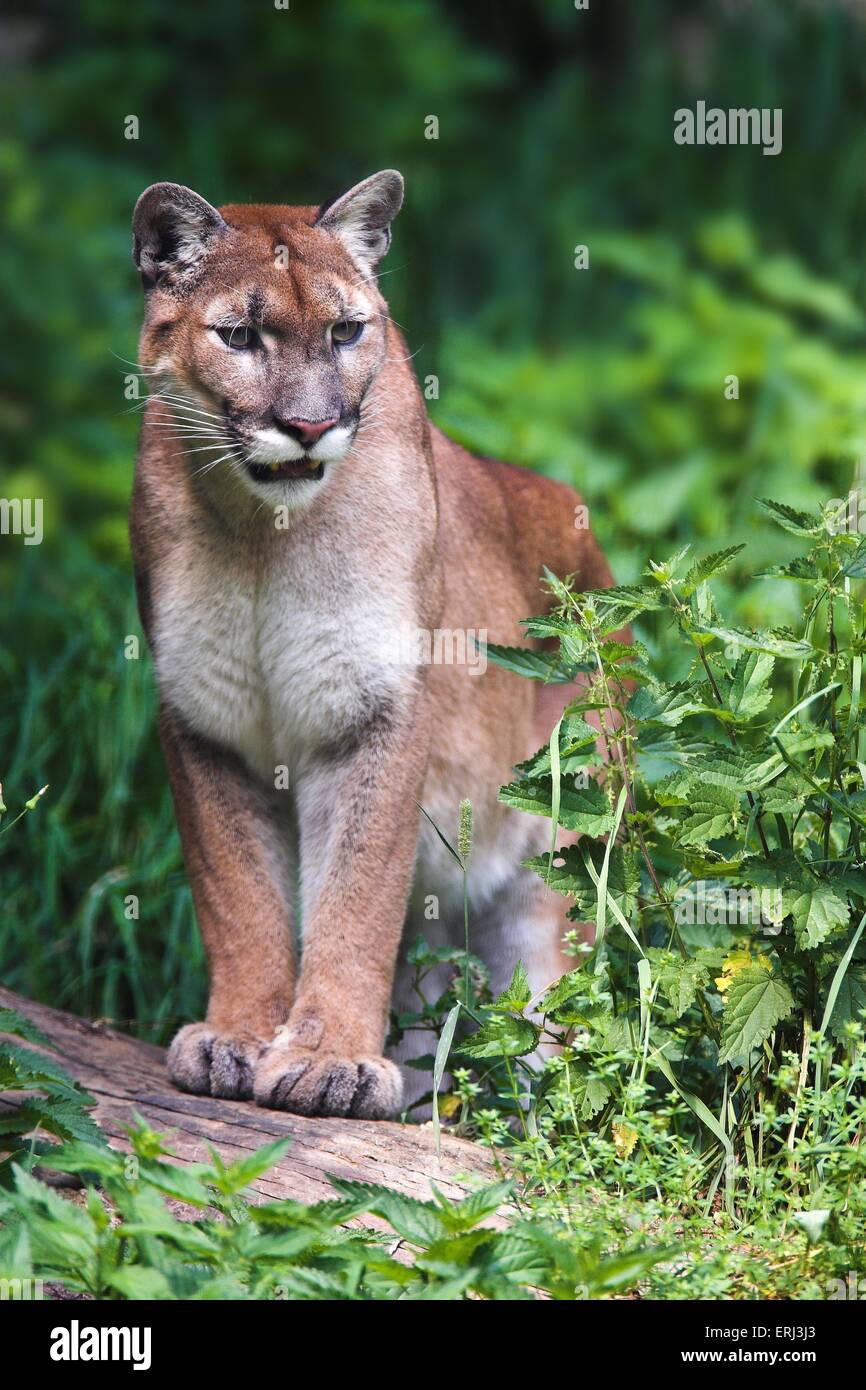 Puma concolor captif Banque de photographies et d’images à haute ...