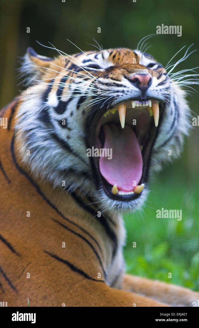 Rugissement de tigre Banque de photographies et d’images à haute ...