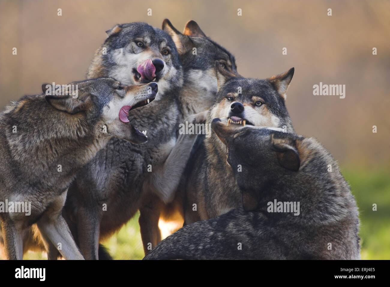 Groupe de loups Banque de photographies et d’images à haute résolution ...