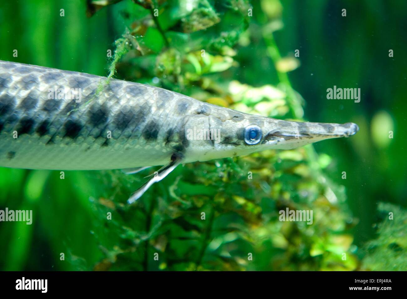 Le gar Banque de photographies et d’images à haute résolution - Alamy