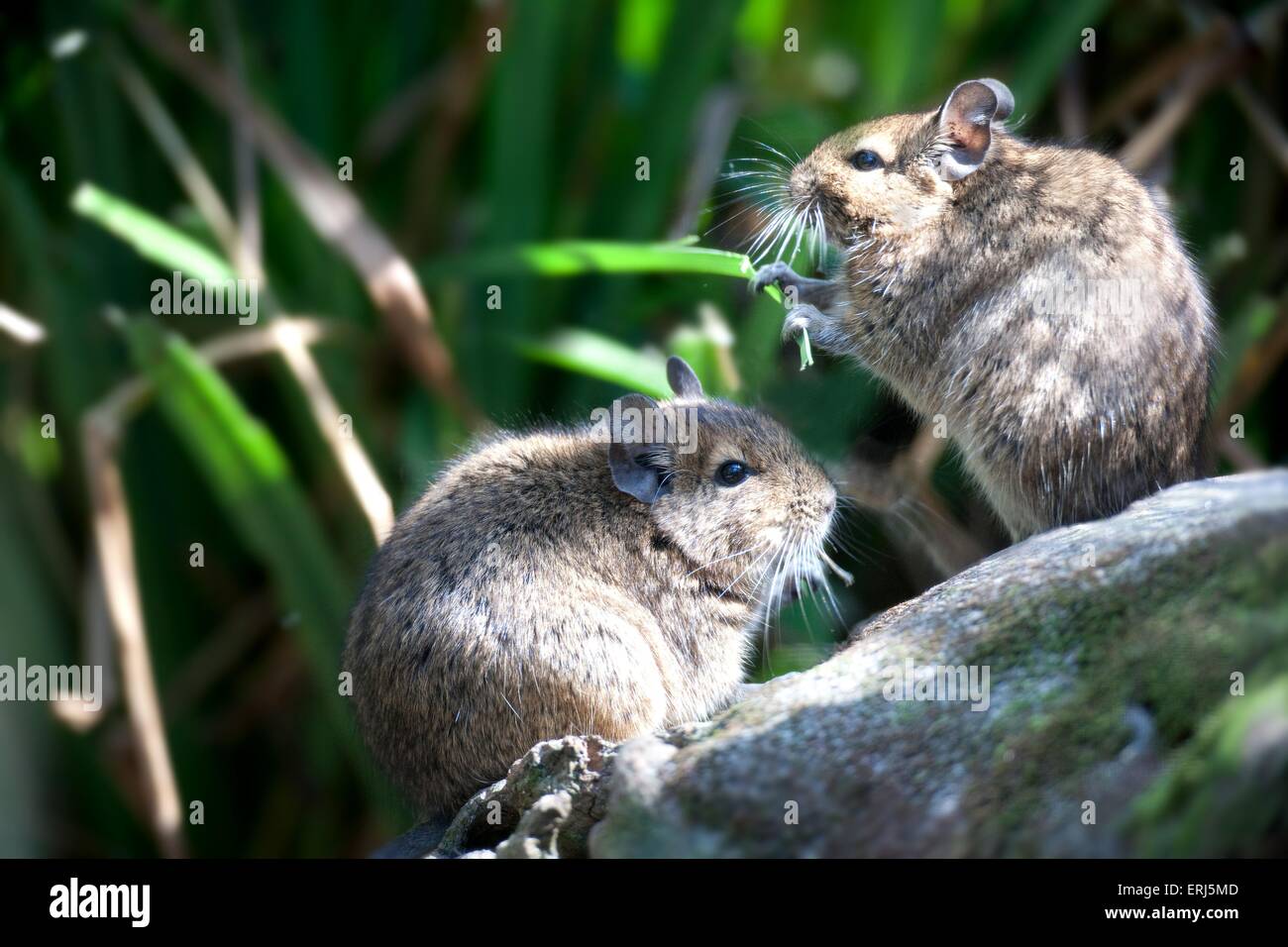 Octodon degus Banque de photographies et d’images à haute résolution ...