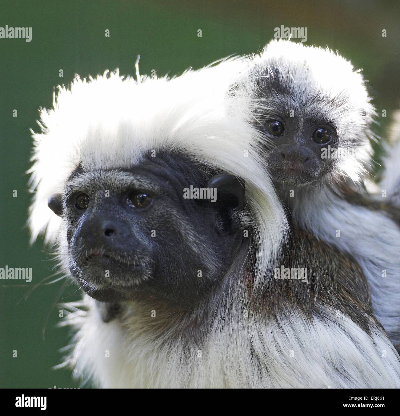 2 singes Banque de photographies et d’images à haute résolution - Alamy