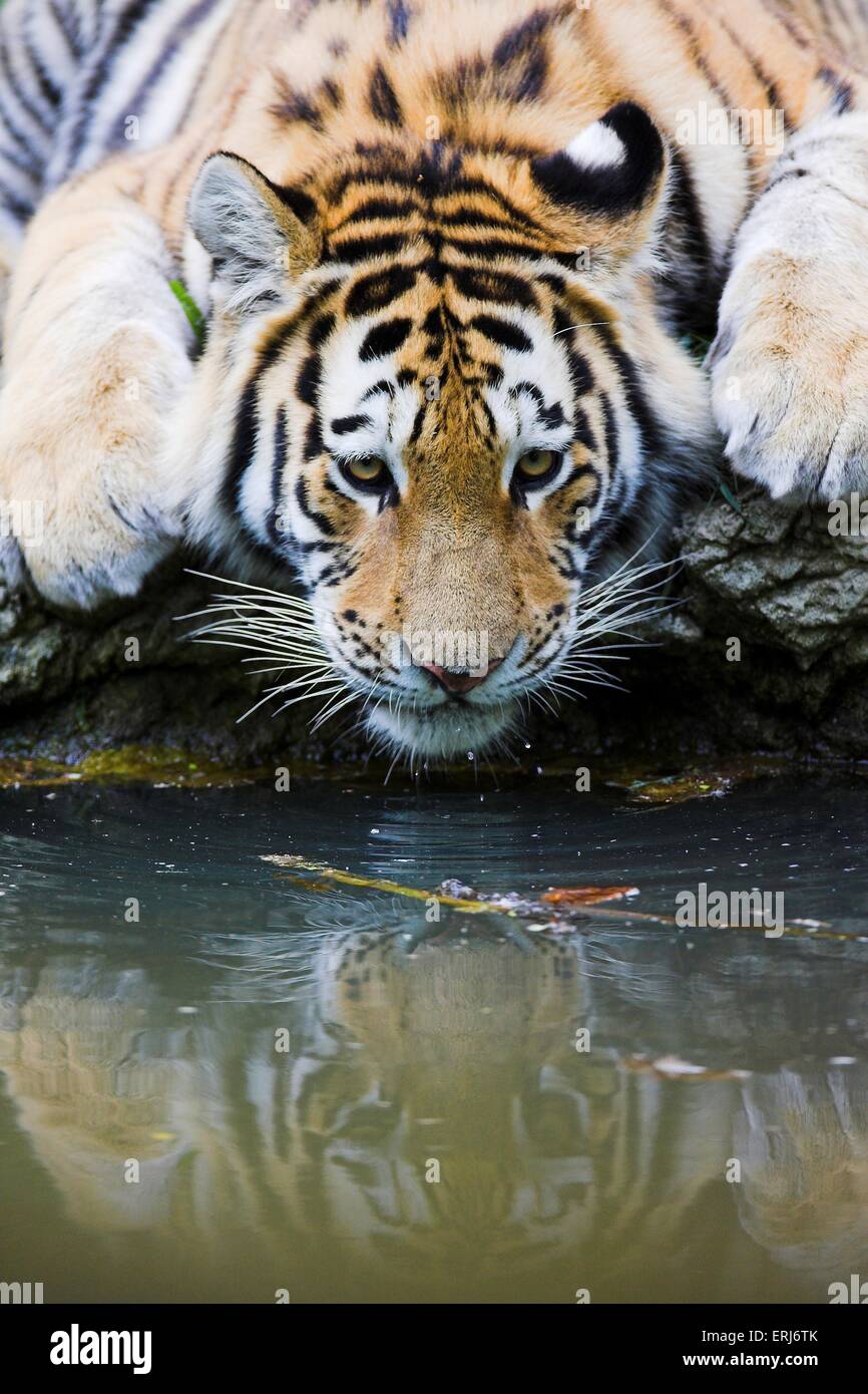 Tigre de mer Banque de photographies et d’images à haute résolution - Alamy