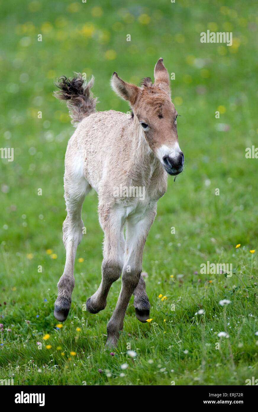 Poulain cheval sauvage Banque de photographies et d’images à haute ...