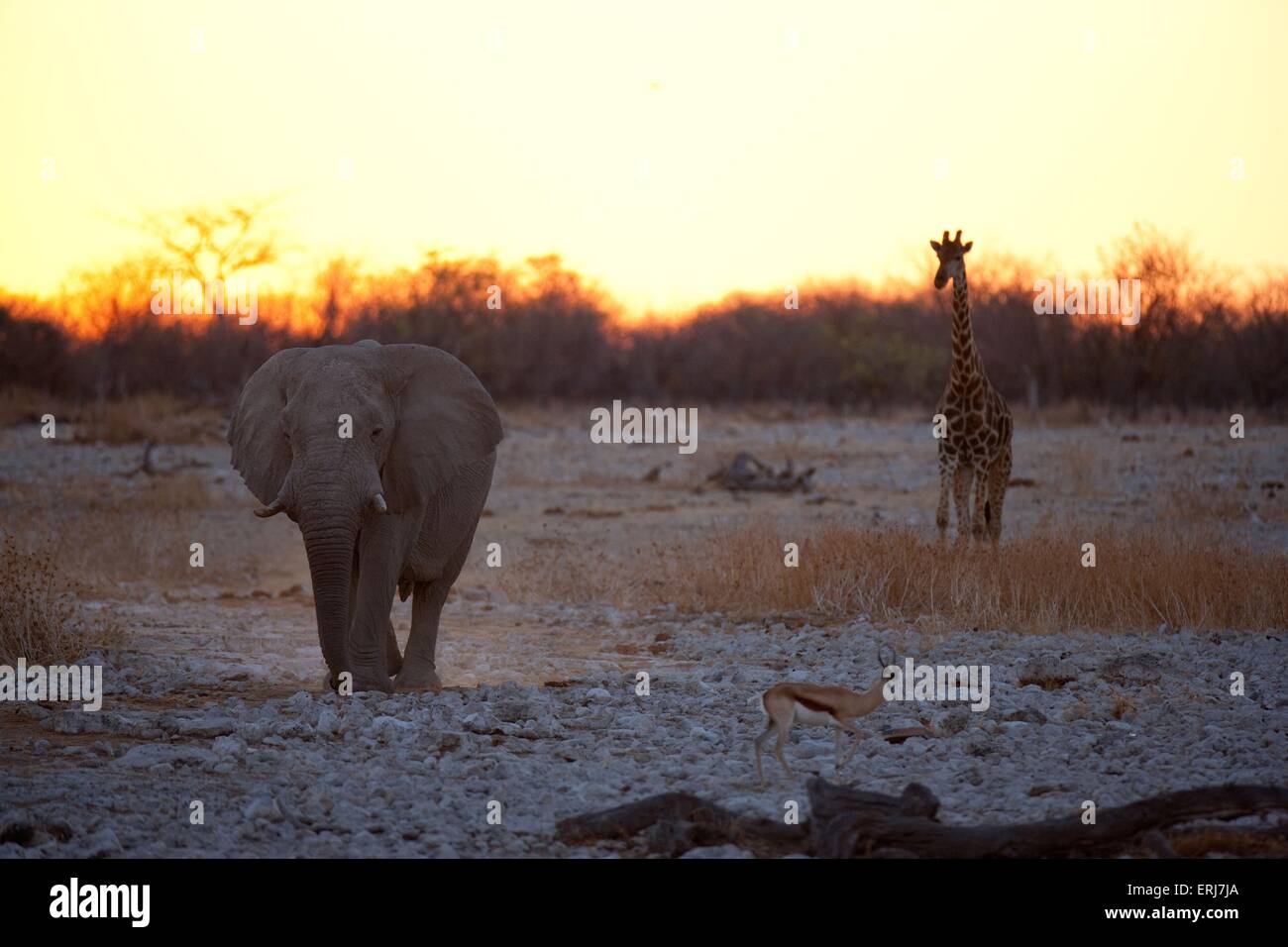 Elephant animals elephants giraffe giraffes Banque de photographies et ...