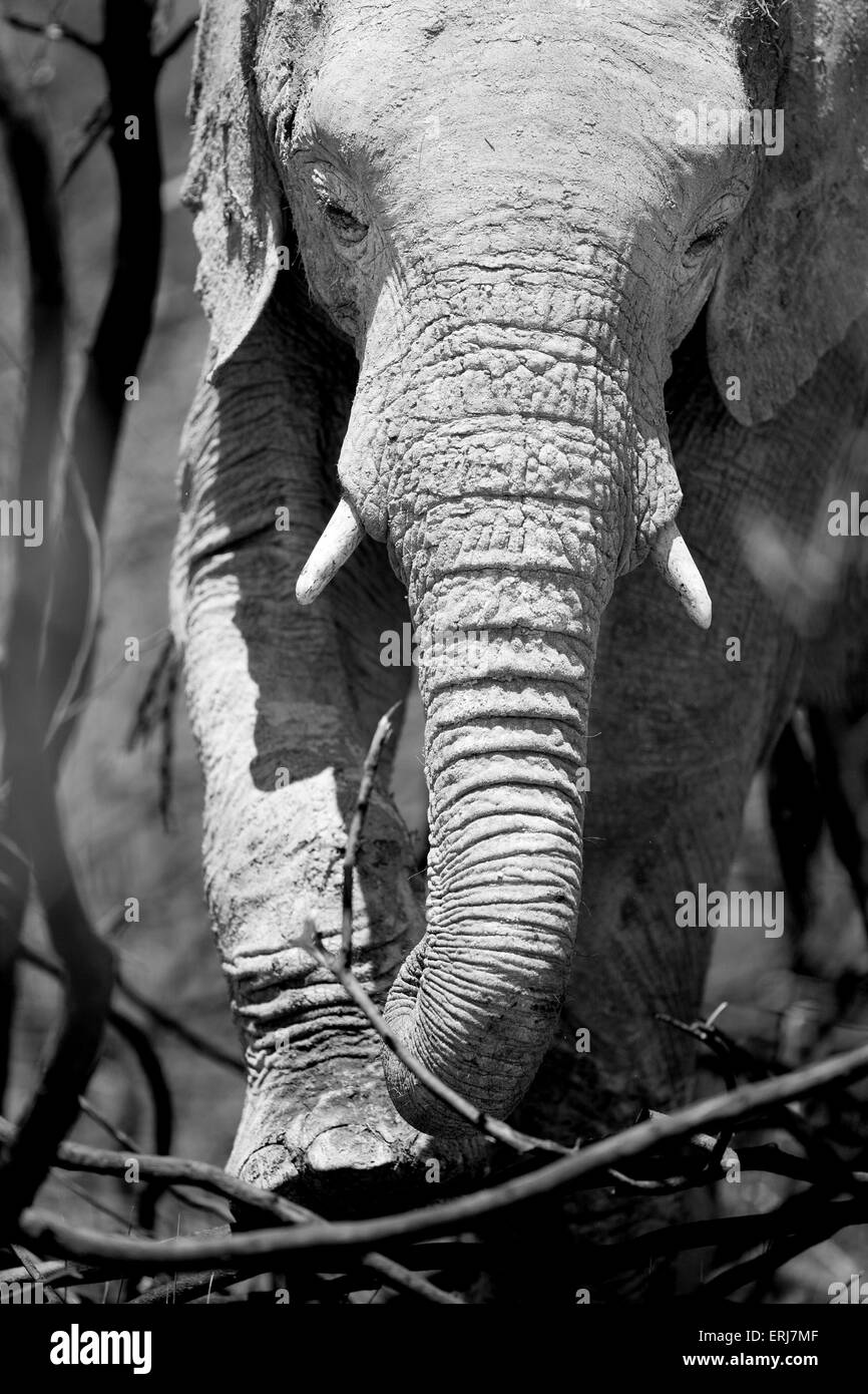 African savanna elephant Banque d'images noir et blanc - Alamy