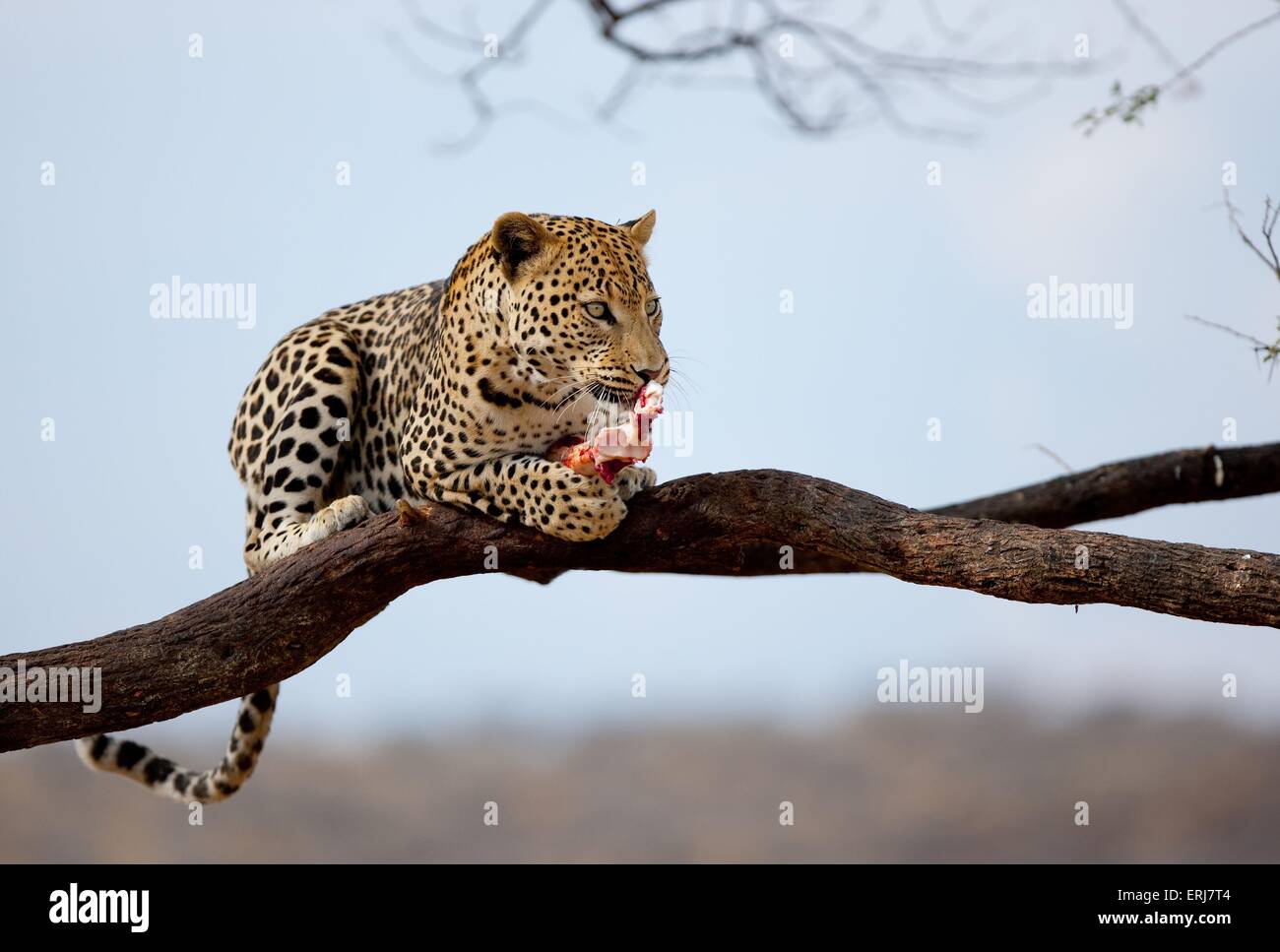 Leopard eating Banque de photographies et d’images à haute résolution ...