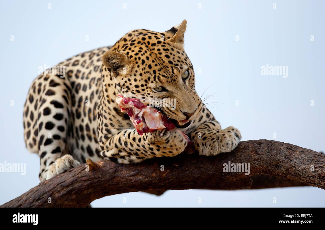 Leopard eating Banque de photographies et d’images à haute résolution ...