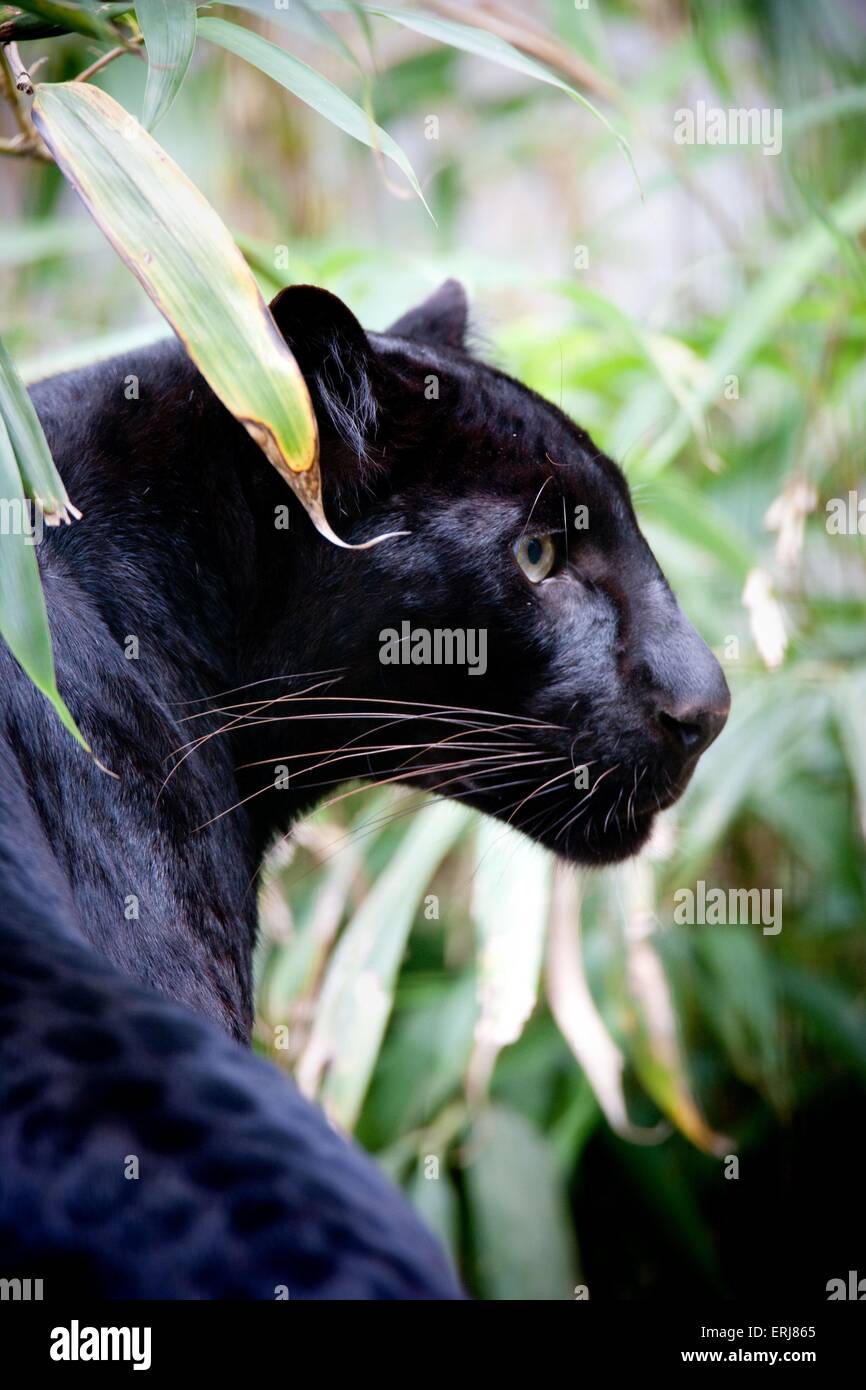 Panther panthera Banque de photographies et d’images à haute résolution ...