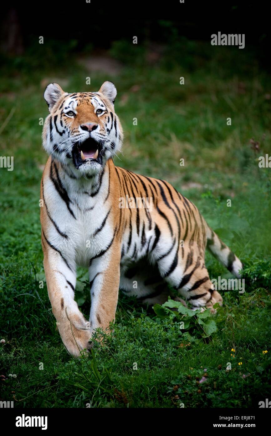 Tigre Debout Banque d'image et photos - Alamy