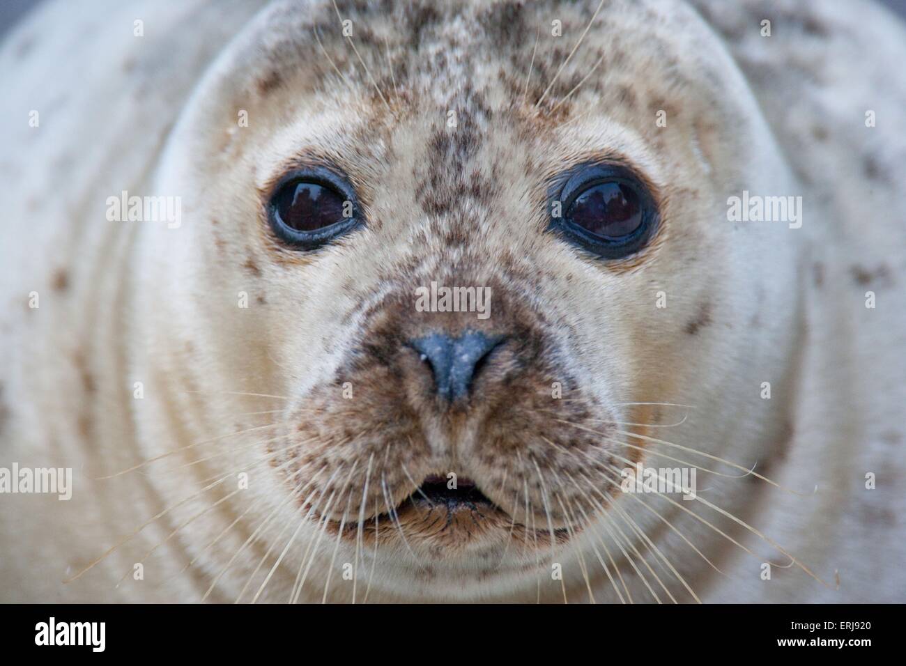 Phoque commun Banque de photographies et d’images à haute résolution ...