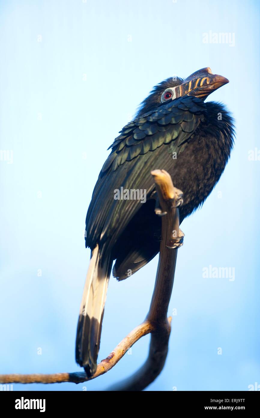 Tarictic hornbill Banque de photographies et d’images à haute ...