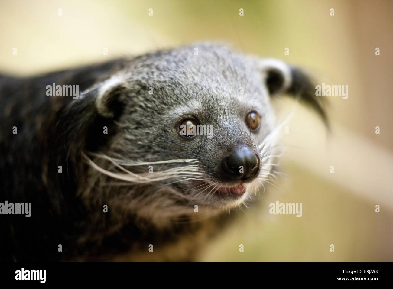 Bearcat Banque de photographies et d’images à haute résolution - Alamy