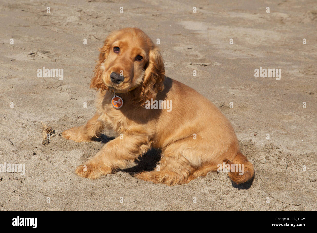 Young english cocker spaniel Banque de photographies et d’images à ...