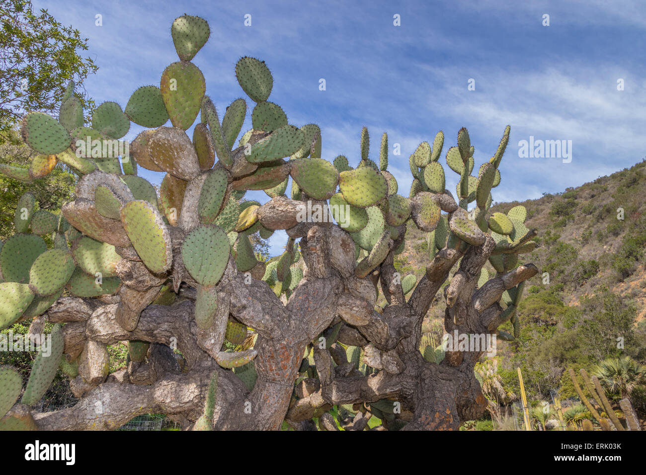 'Opuntia streptacantha Oponce' dans 'Wrigley Memorial Botanical Garden ...