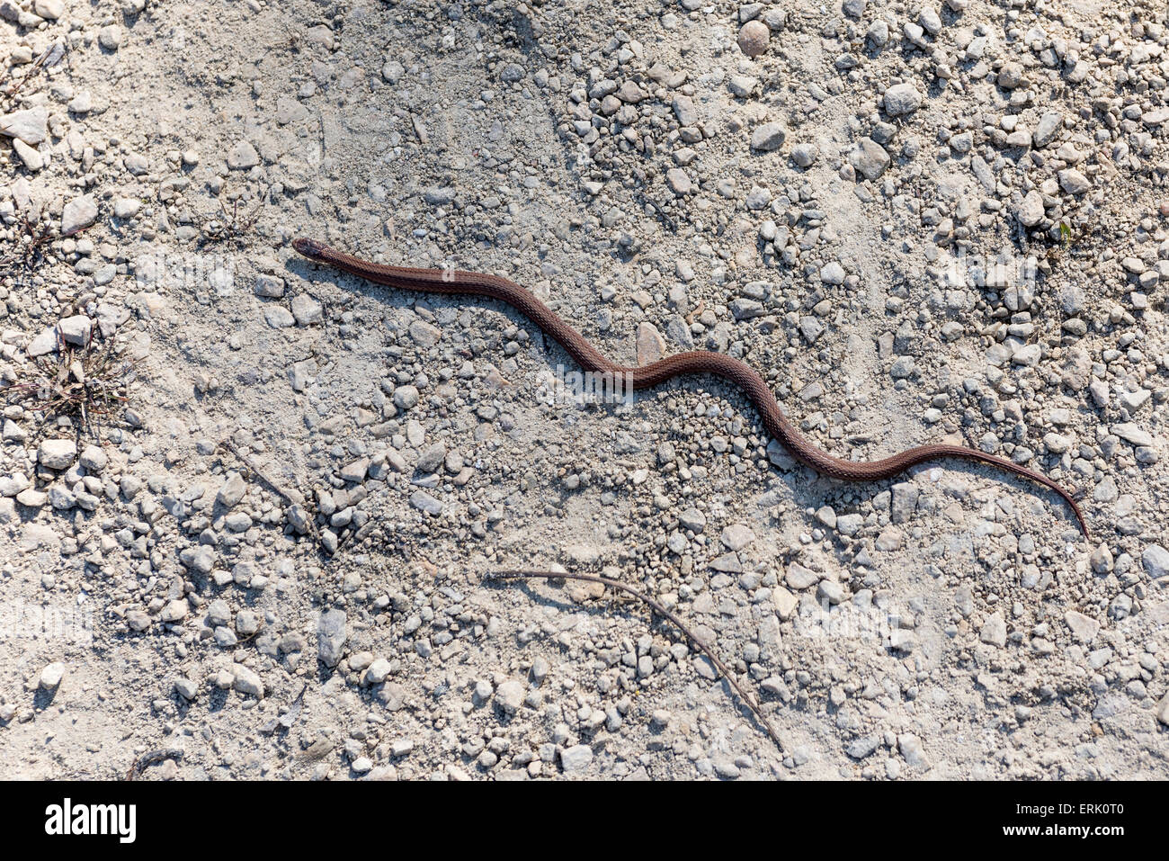 Storeria occipitomaculata occipitomaculata Banque de photographies et d ...