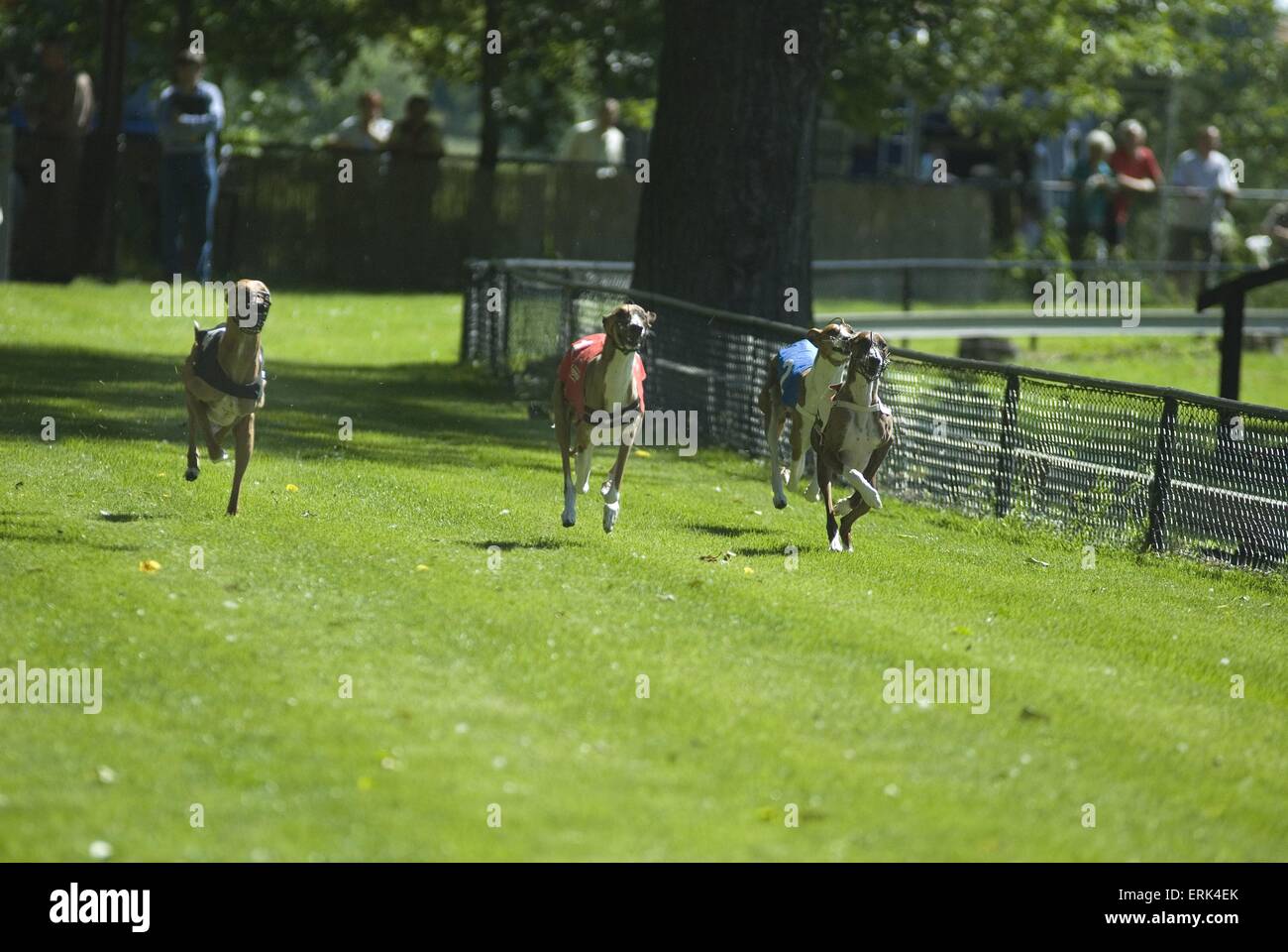 Chiens de courses de chiens Banque de photographies et d’images à haute ...