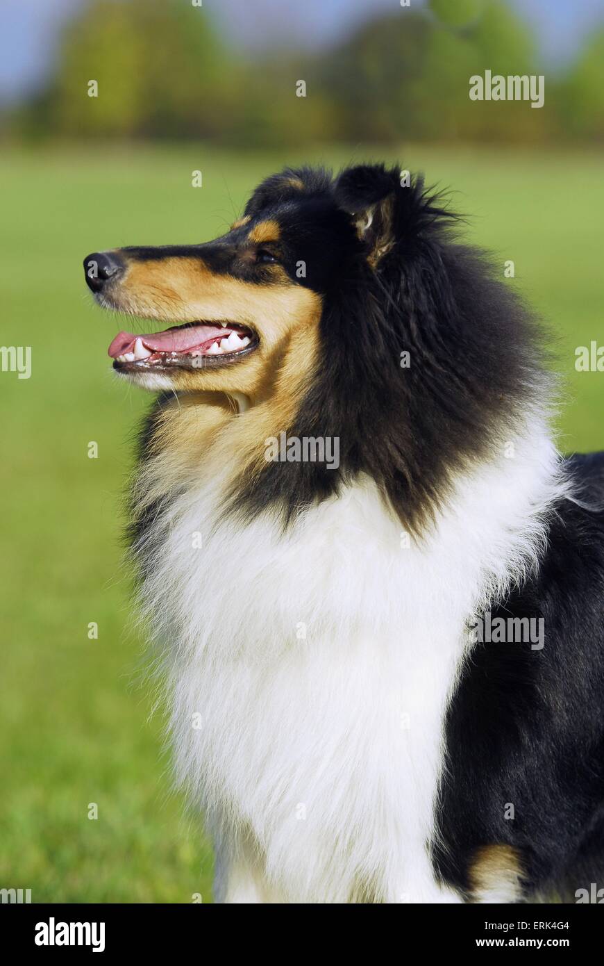 Tricolor collie Banque de photographies et d’images à haute résolution ...