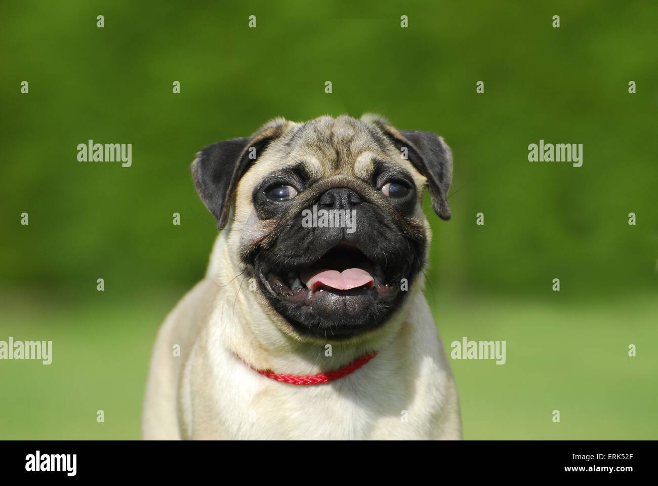 Carlin beige Banque de photographies et d’images à haute résolution ...