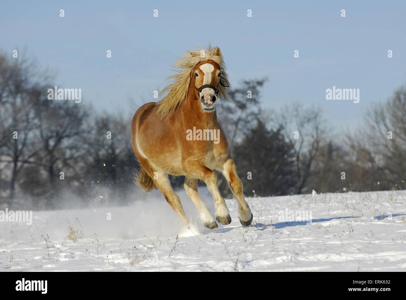Haflinger Horse Snow Banque d'image et photos - Alamy