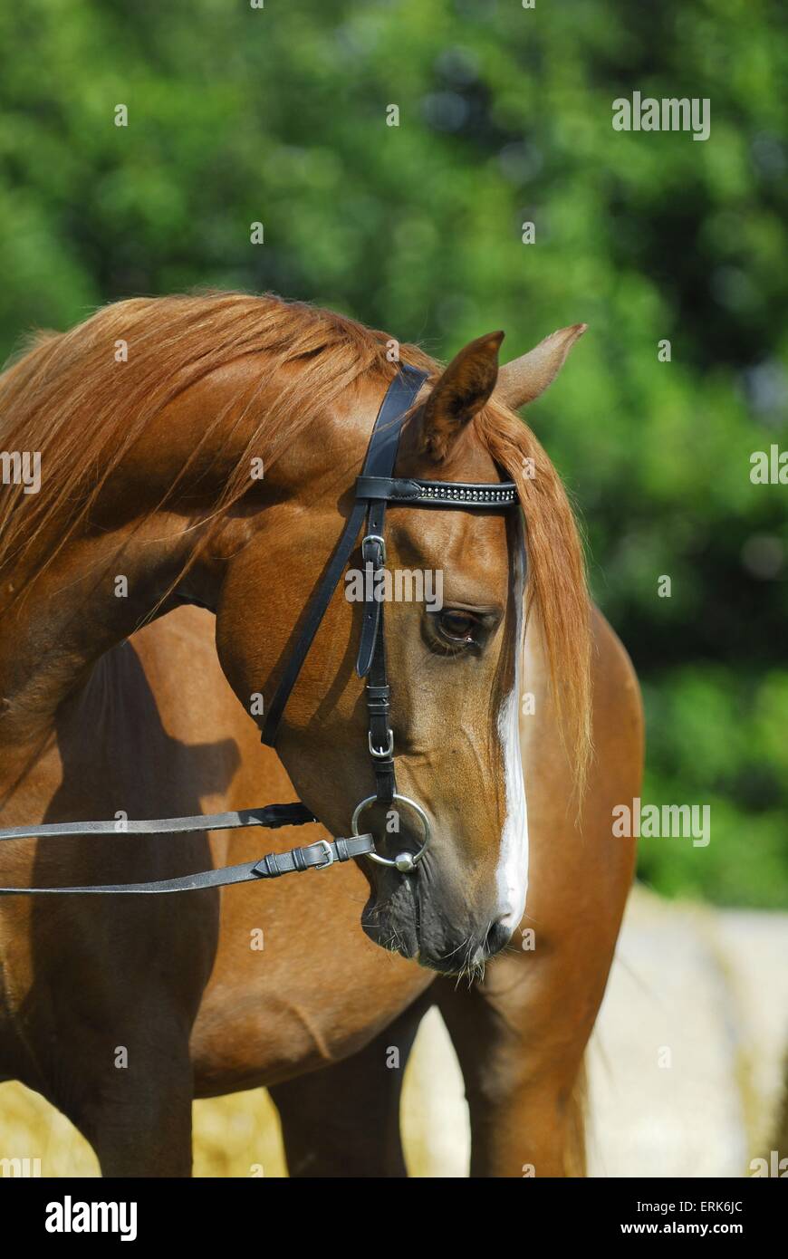 Cheval Arabe Banque d'image et photos - Alamy