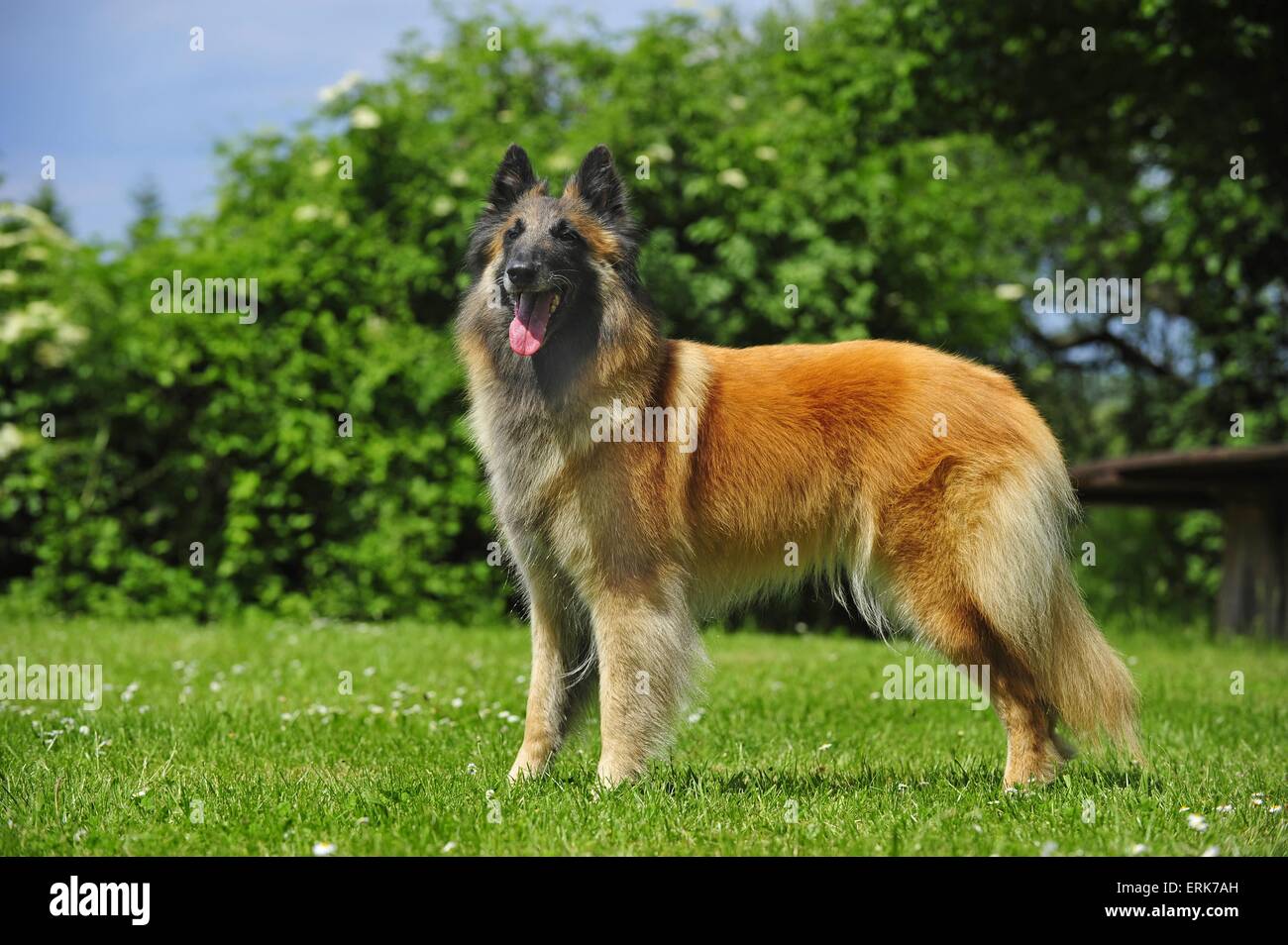 Tervuren dog Banque de photographies et d’images à haute résolution - Alamy