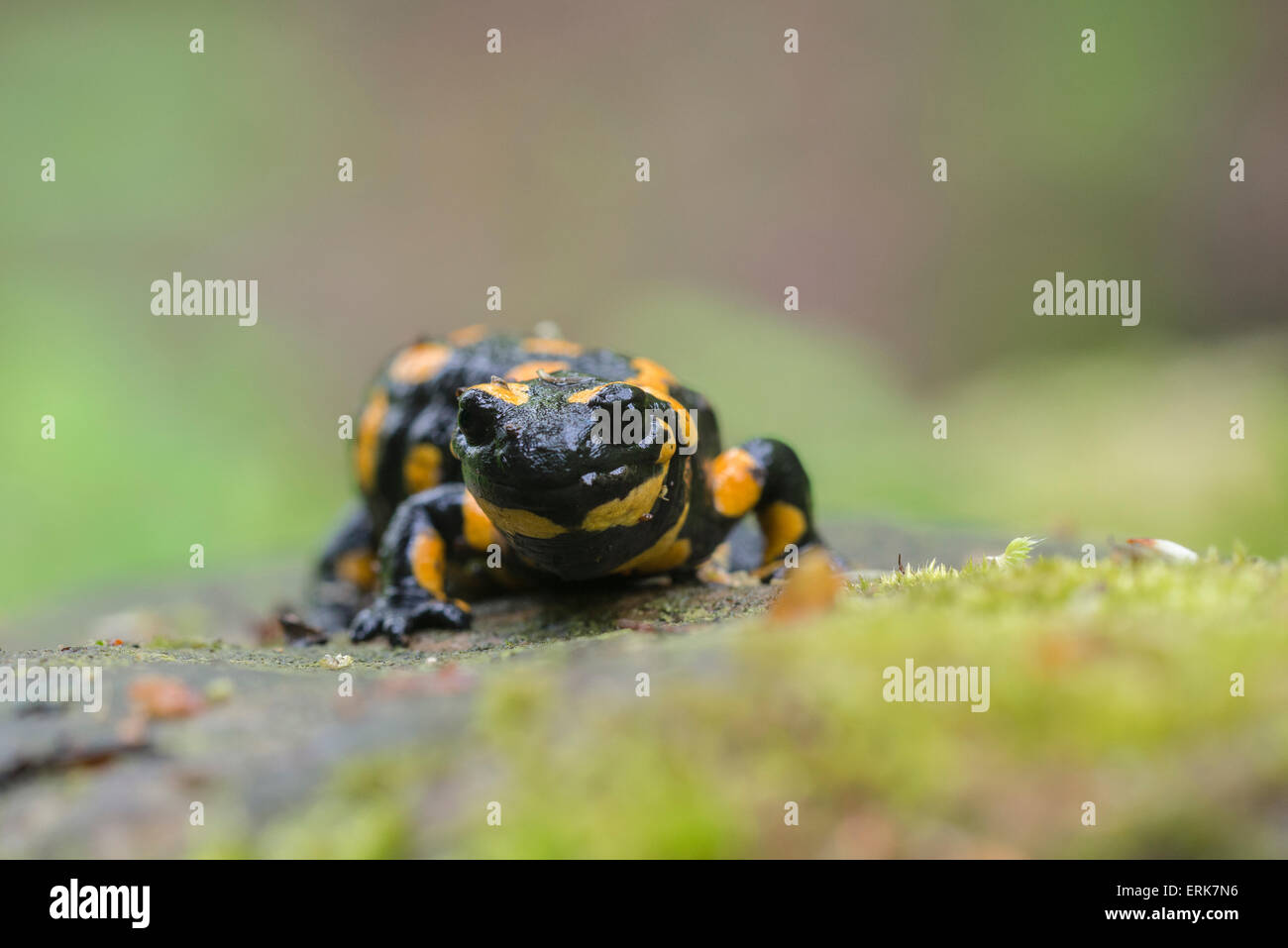 True salamander Banque de photographies et d’images à haute résolution ...