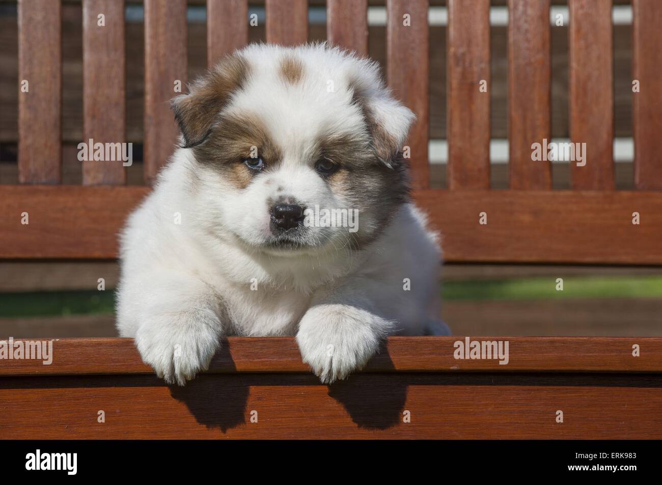 Chien elo Banque de photographies et d’images à haute résolution - Alamy