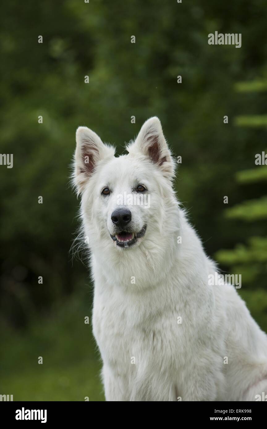 Chiens de berger suisses Banque de photographies et d’images à haute résolution - Alamy
